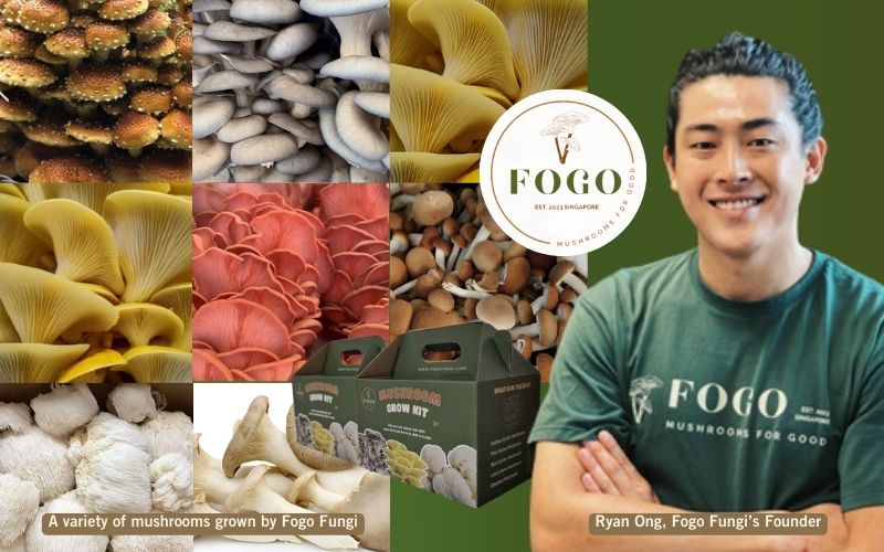 BIG Feature: Fogo Fungi - From Mushroom Enthusiasts to Sustainable Tech ...